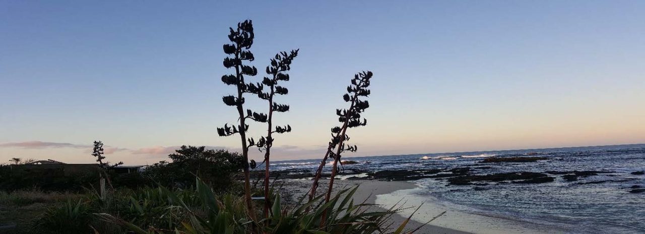 Panui | Te Kāhui Rongoā Trust